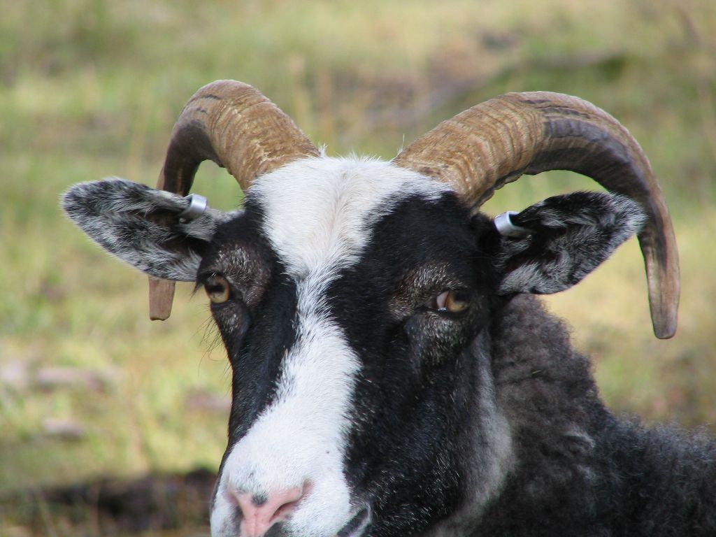 Widder - Die Weltenbummler