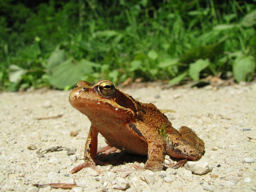 Frosch - Die Weltenbummler
