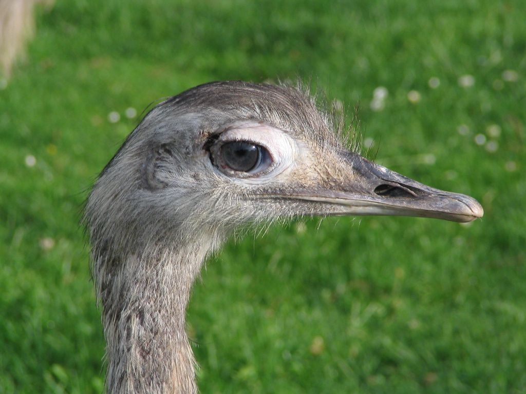 Emu - Die Weltenbummler