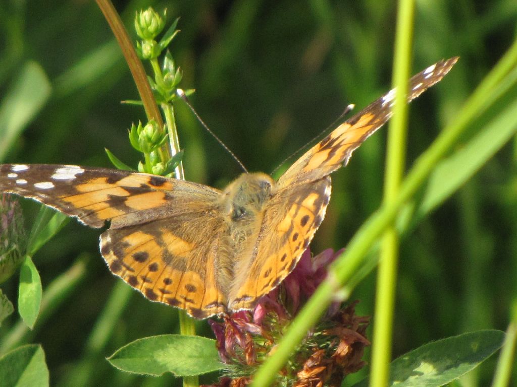 Falter - Die Weltenbummler