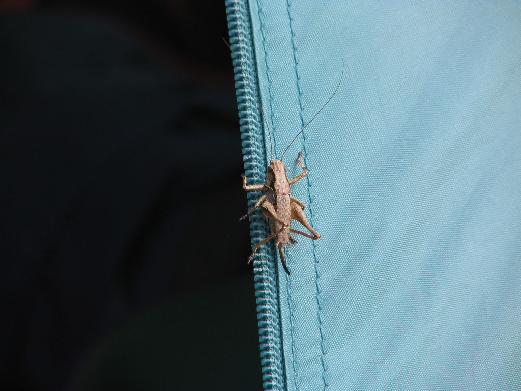 Grille - Die Weltenbummler