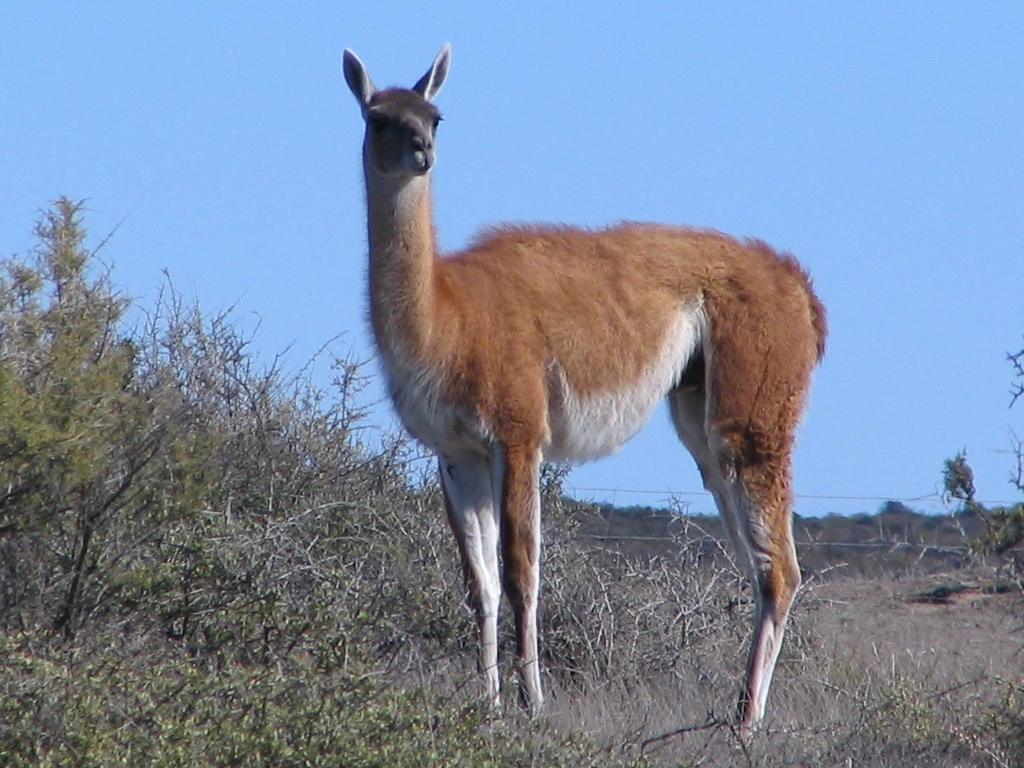 Guanako - Die Weltenbummler