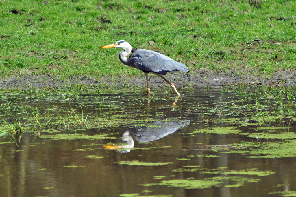 Reiher - Die Weltenbummler