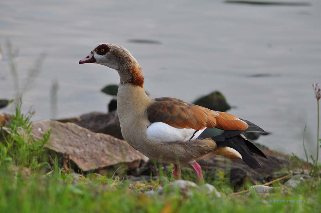 Nilgans - Die Weltenbummler