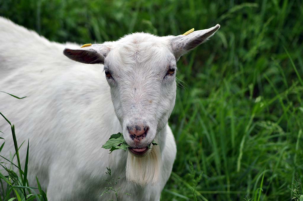 Ziege - Die Weltenbummler