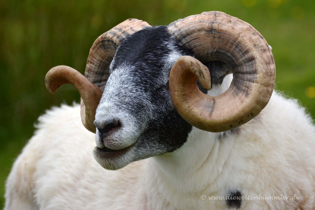 Widder - Die Weltenbummler