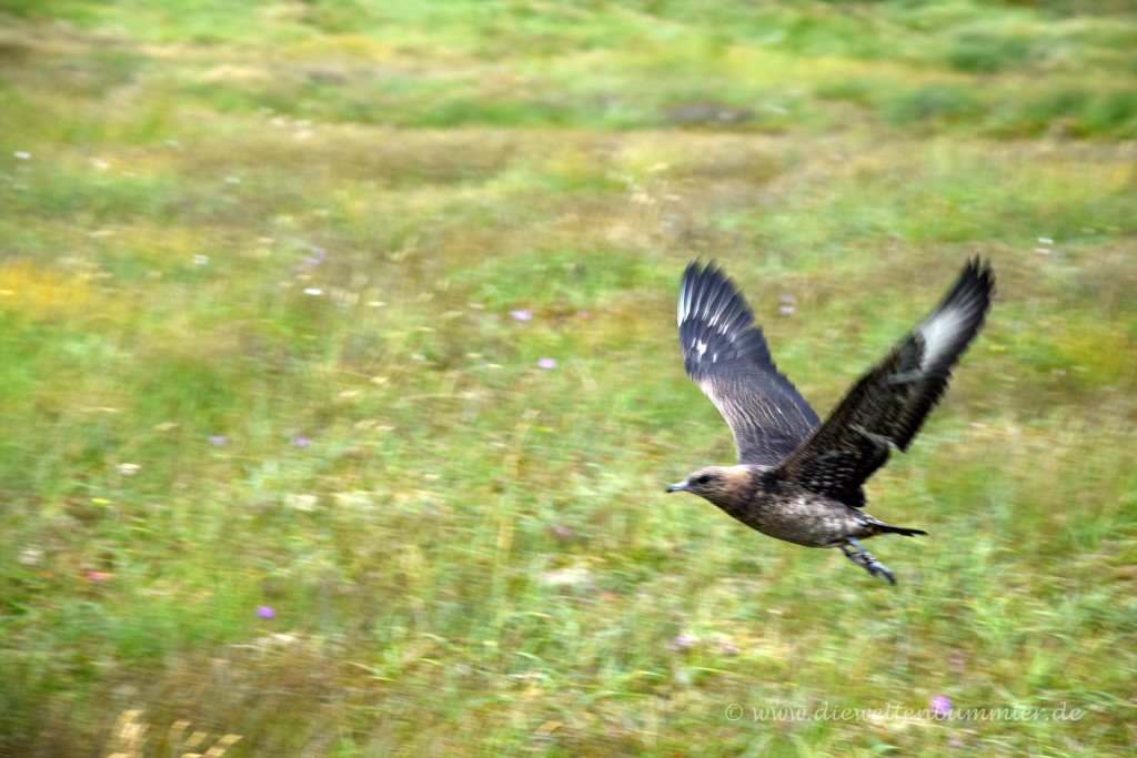 Große Raubmöwe - Die Weltenbummler