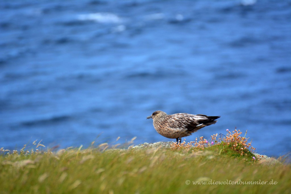 Große Raubmöwe - Die Weltenbummler