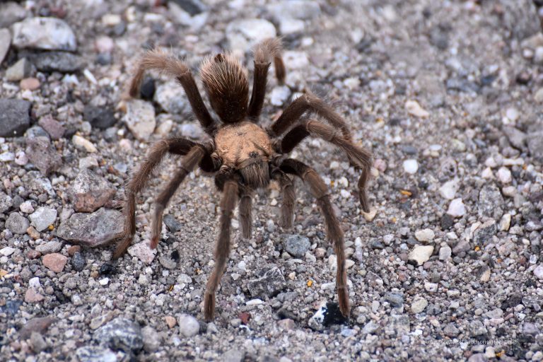 Tarantel - Die Weltenbummler