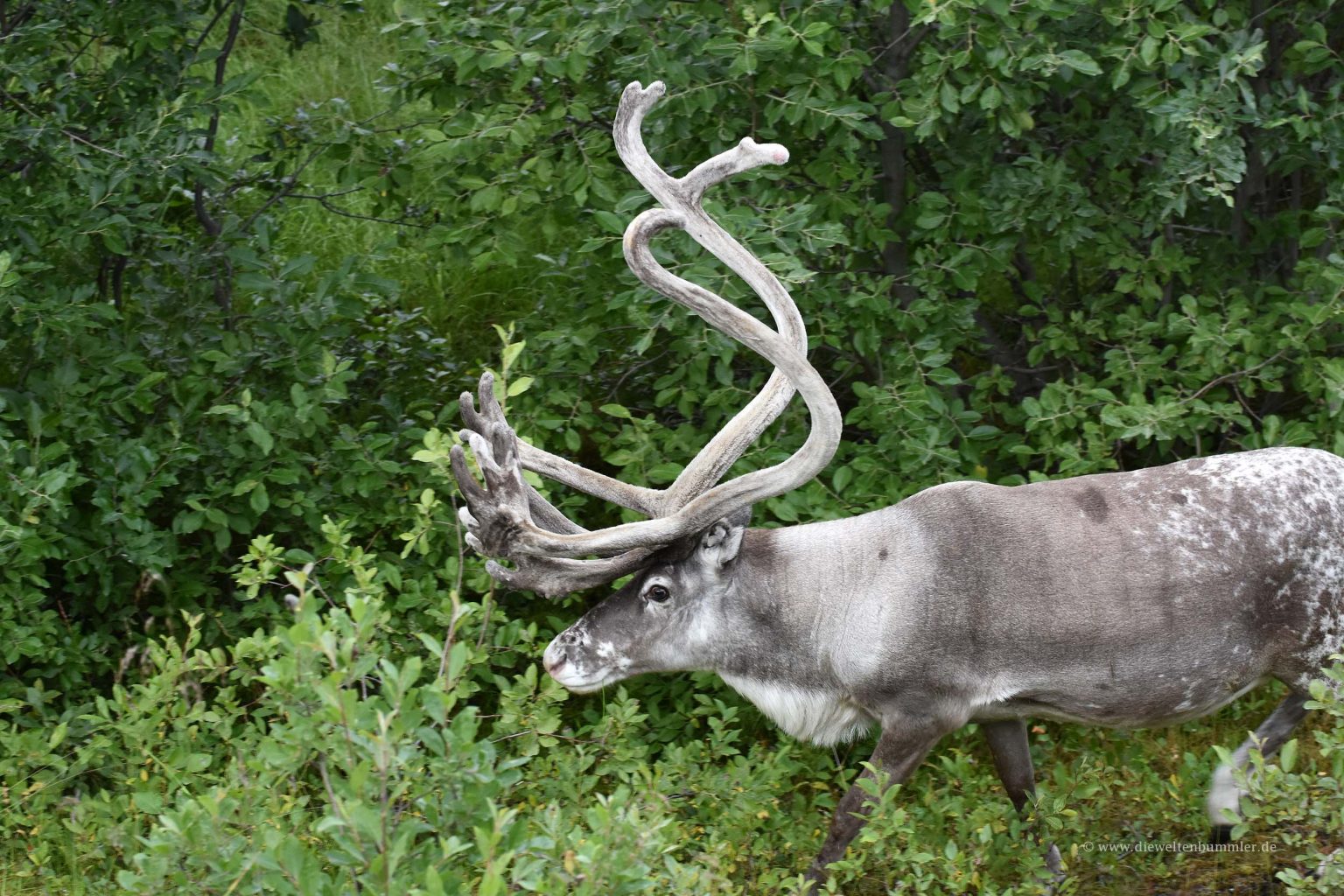Rentier mit tollem Geweih - Die Weltenbummler