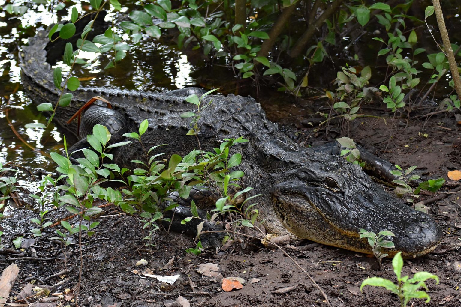 Alligator in den Everglades - Die Weltenbummler