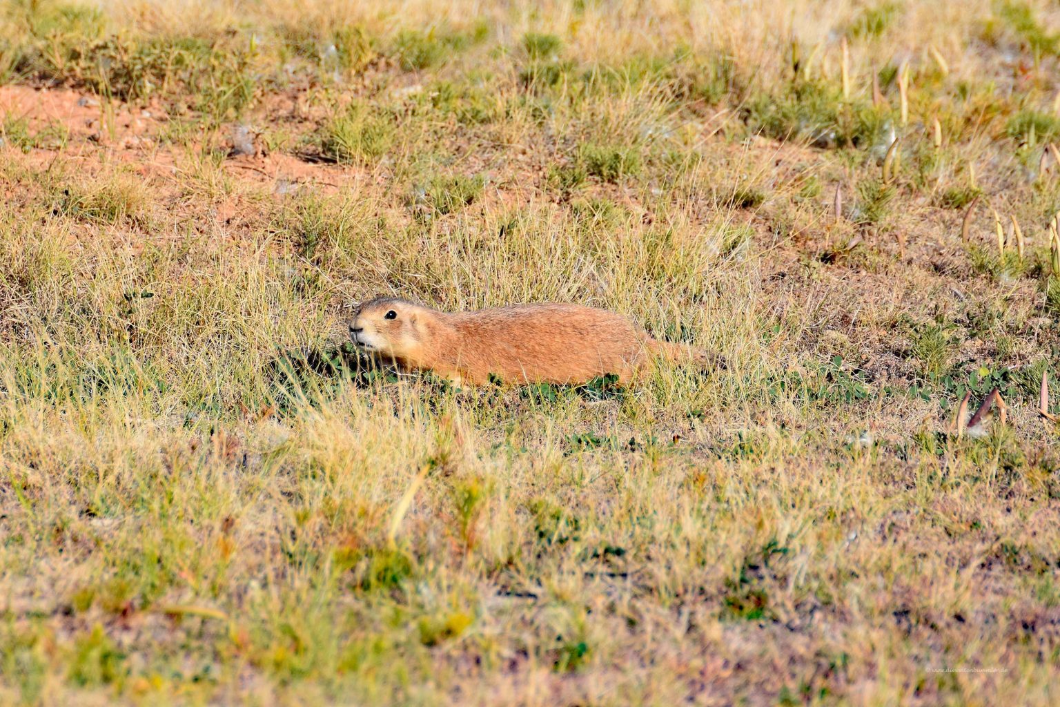 Bei Gefahr ducken sich die Tiere - Die Weltenbummler