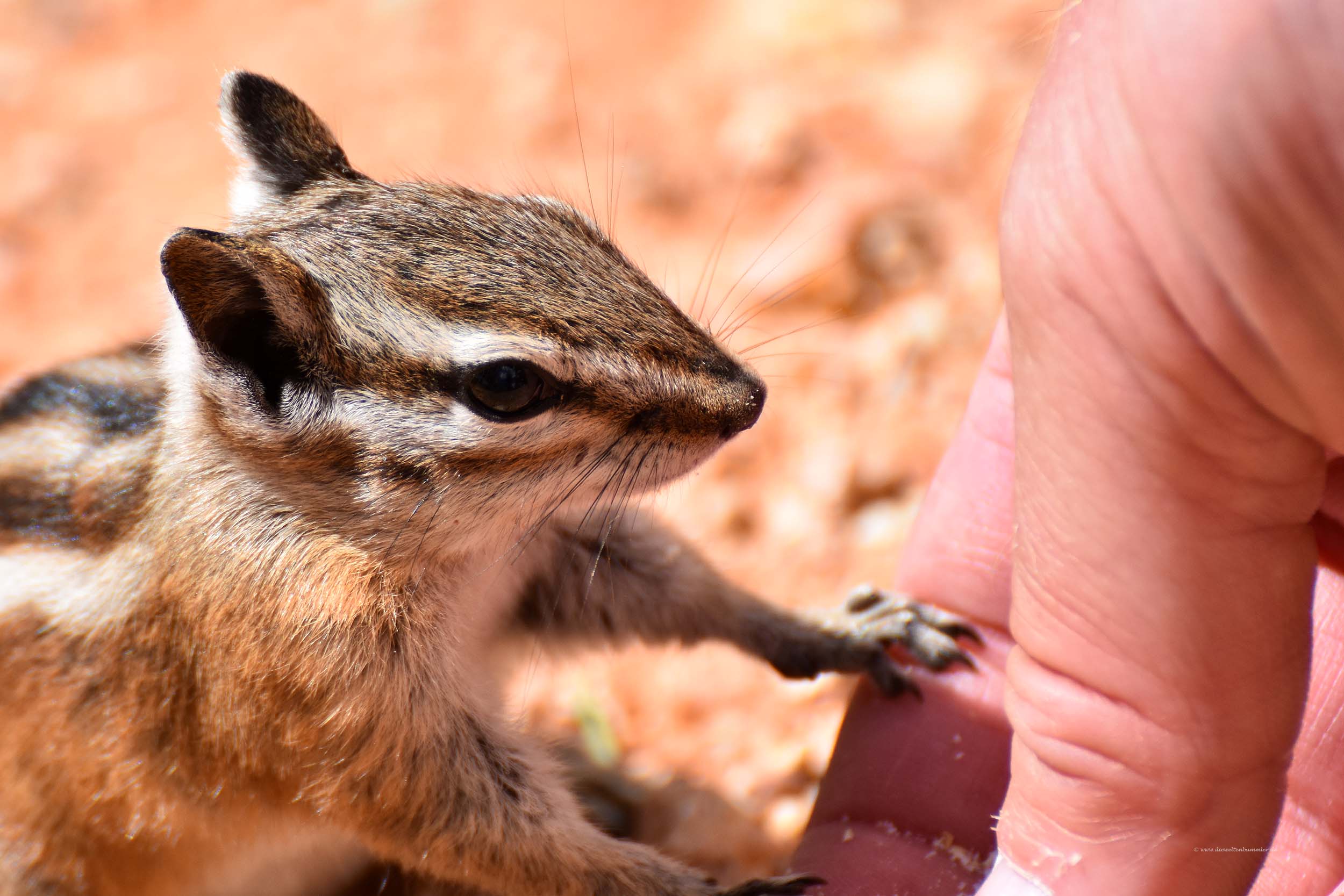 Chipmunks in amerikanischen Nationalparks - Die Weltenbummler