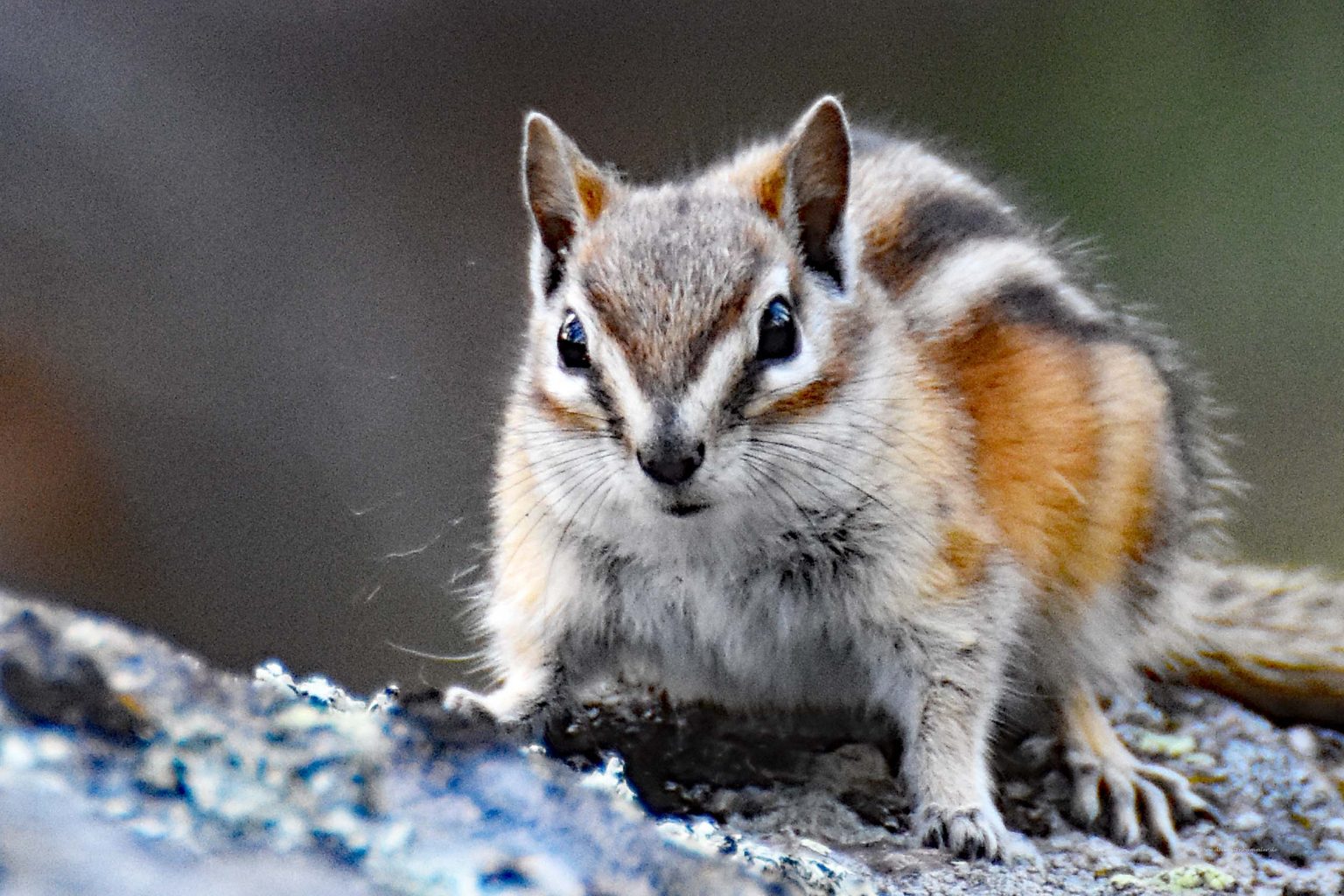Chipmunks in amerikanischen Nationalparks - Die Weltenbummler