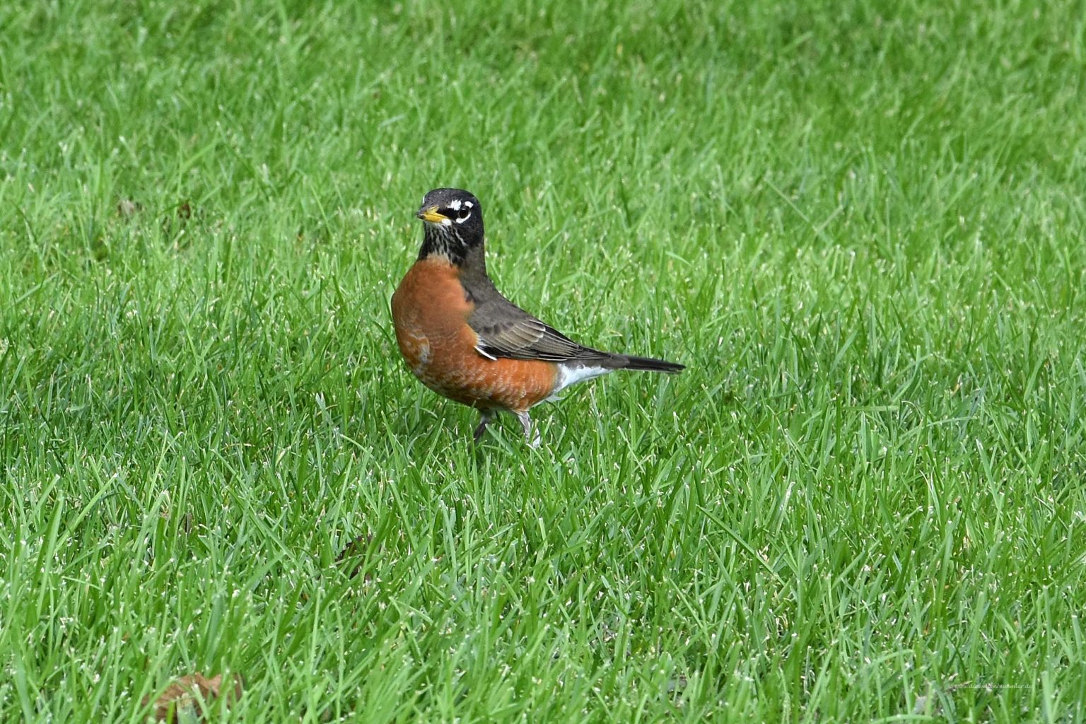 Amerikanische Wanderdrossel - Die Weltenbummler