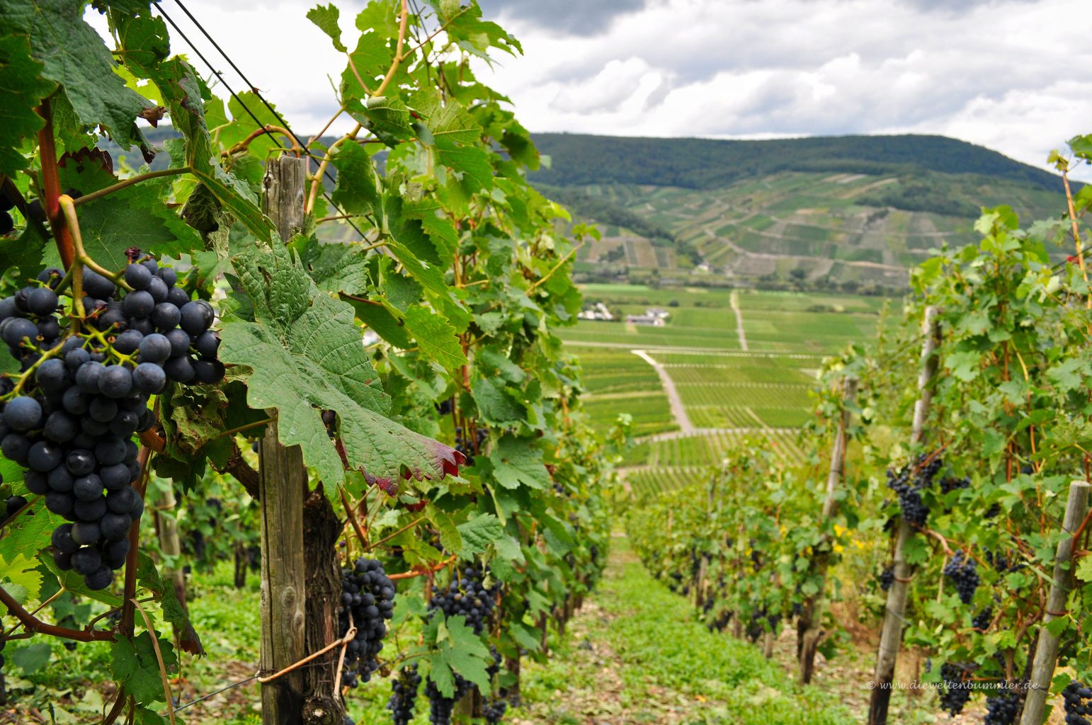 Weinreben - Die Weltenbummler