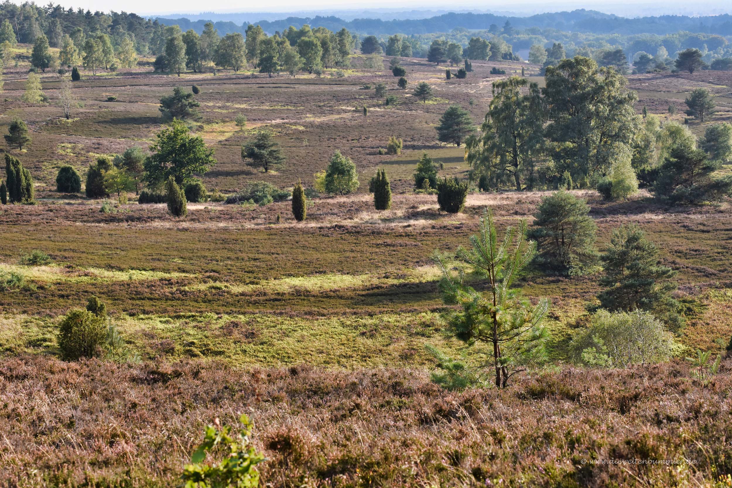 Wandern zum Wilseder Berg in der Lüneburger Heide - Die Weltenbummler