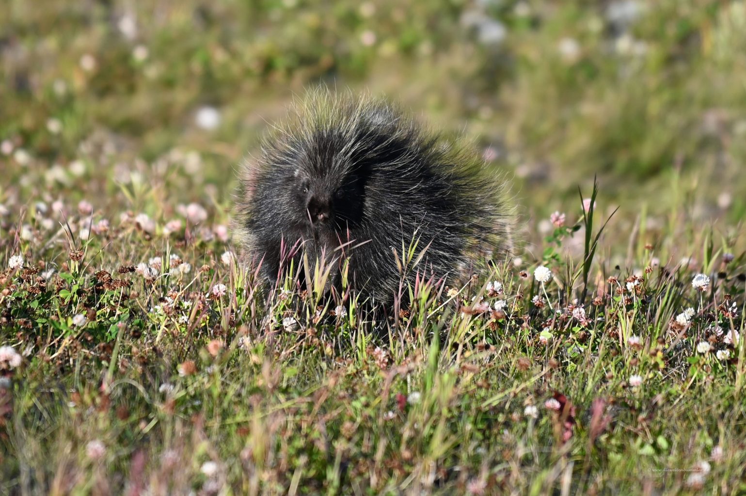 Urson - Die Weltenbummler
