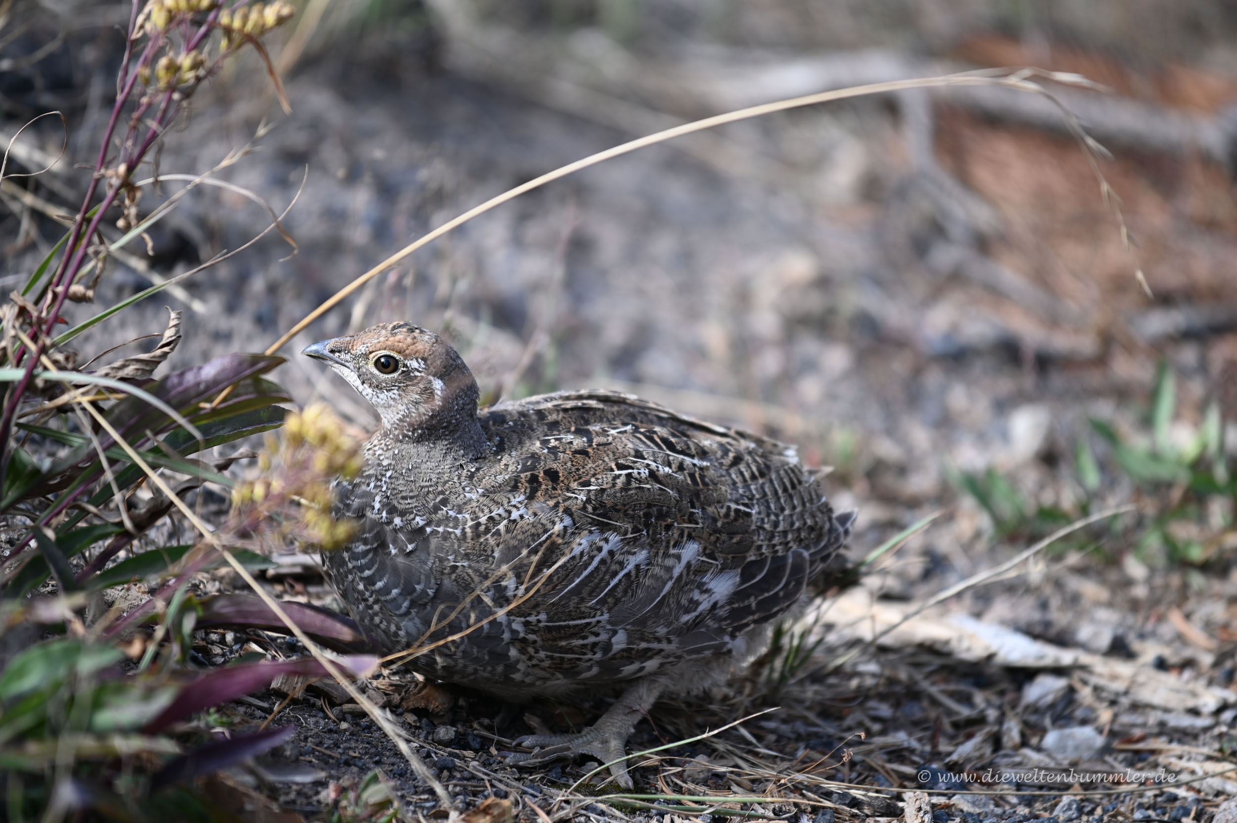 Dusky Grouse - Die Weltenbummler