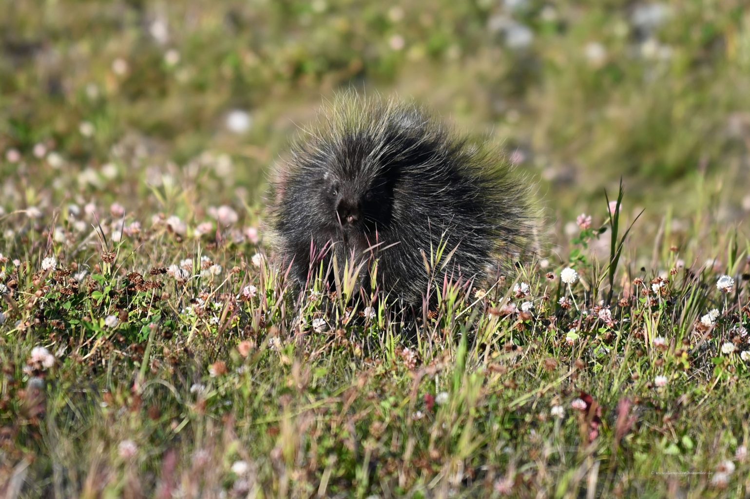 Ein Urson auf dem Alaska Highway - Die Weltenbummler