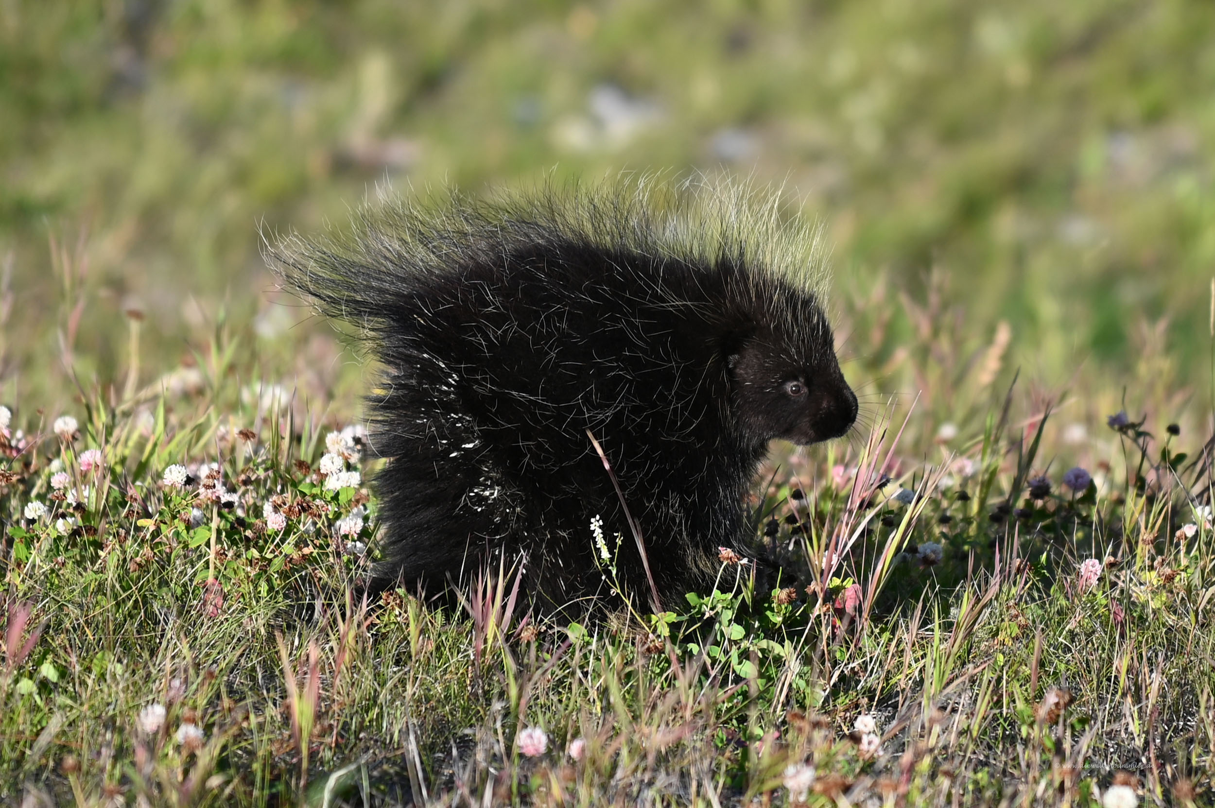 Ein Urson auf dem Alaska Highway - Die Weltenbummler