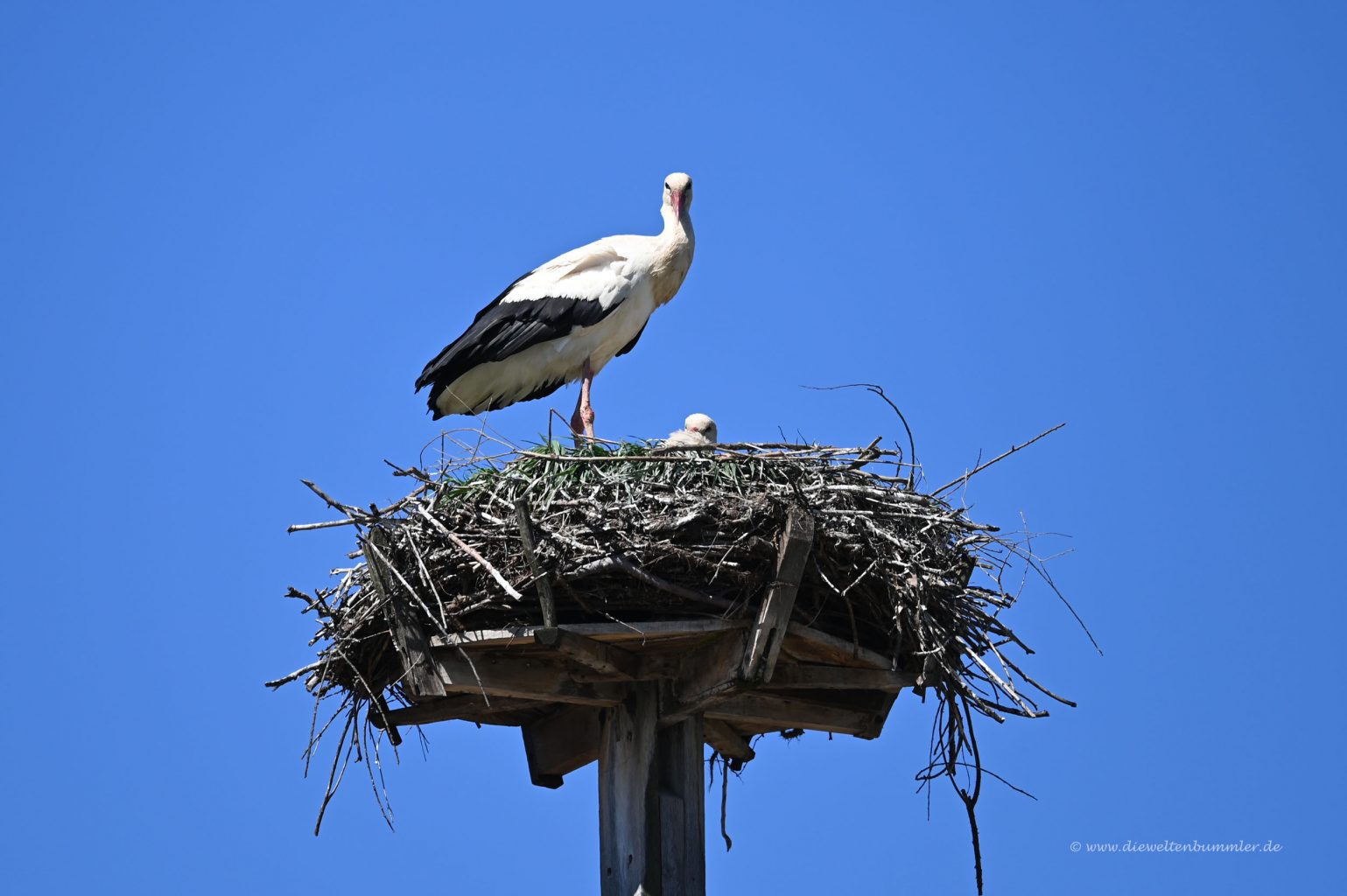 Storch im Nest - Die Weltenbummler