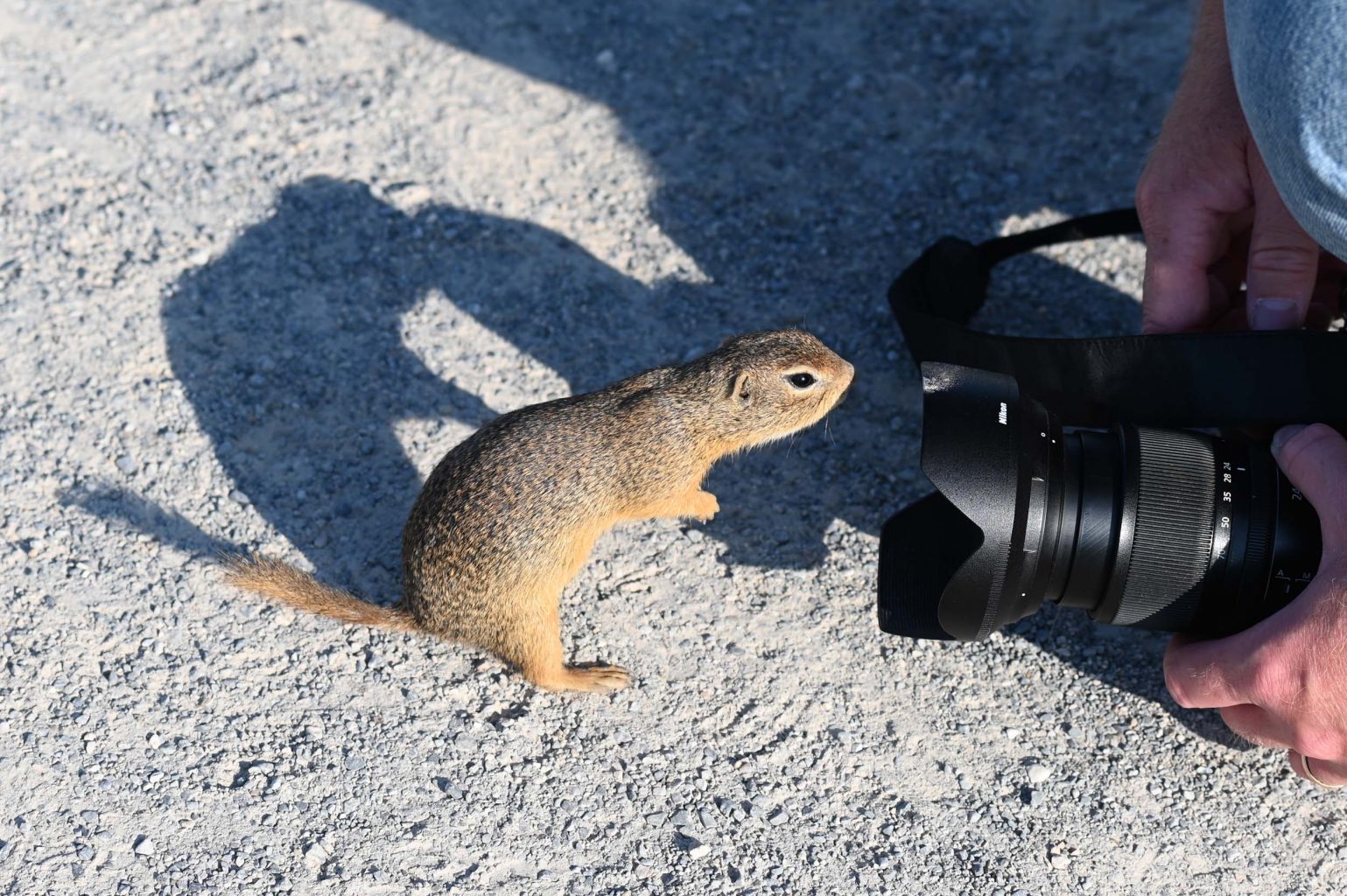Ziesel im Schloss Hof in Österreich - Die Weltenbummler